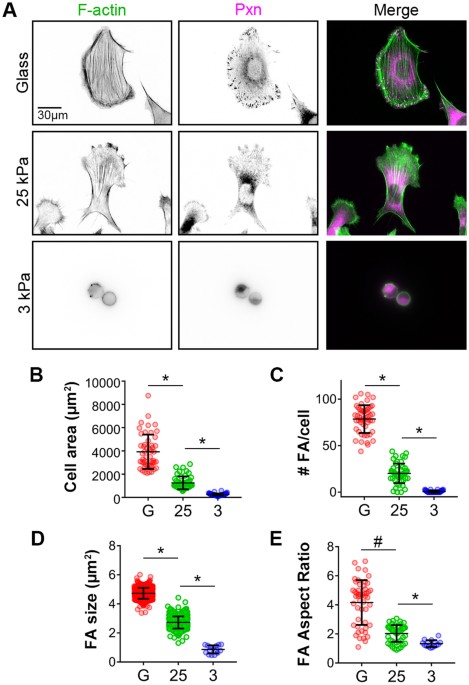 The mechanical microenvironment regulates ovarian cancer cell ...