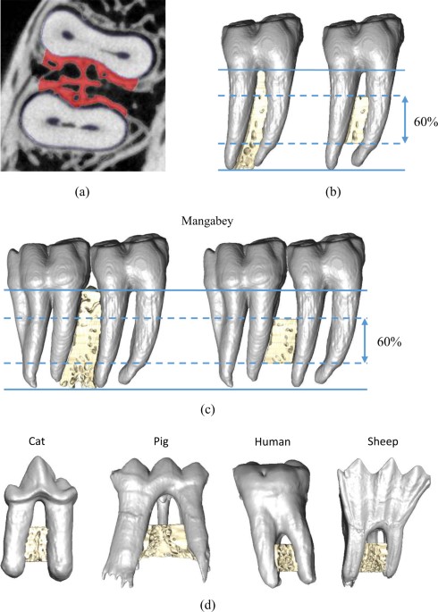 Mechanical adaptation of trabecular bone morphology in the mammalian ...