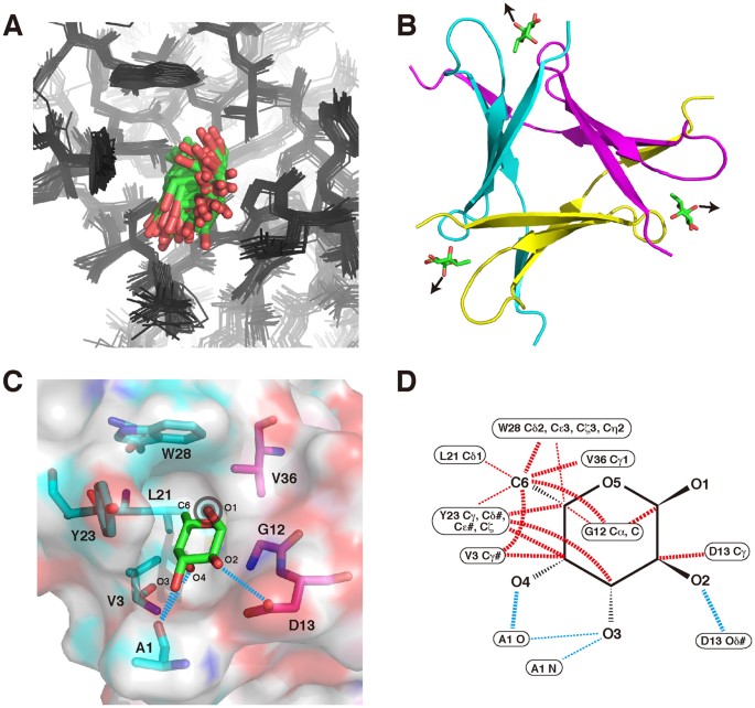 The trimeric solution structure and fucose-binding mechanism of the ...