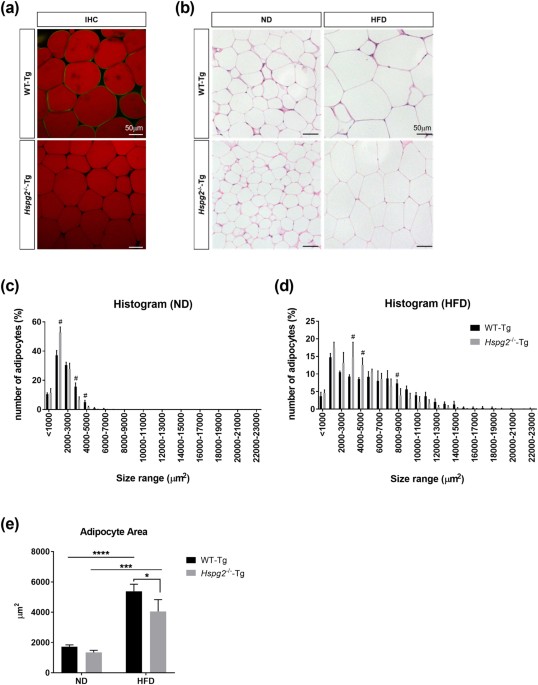 Perlecan, a heparan sulfate proteoglycan, regulates systemic metabolism ...
