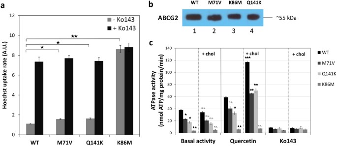 Clinically relevant mutations in the ABCG2 transporter uncovered by ...