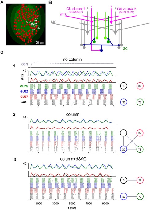 Parallel odor processing by mitral and middle tufted cells in the ...
