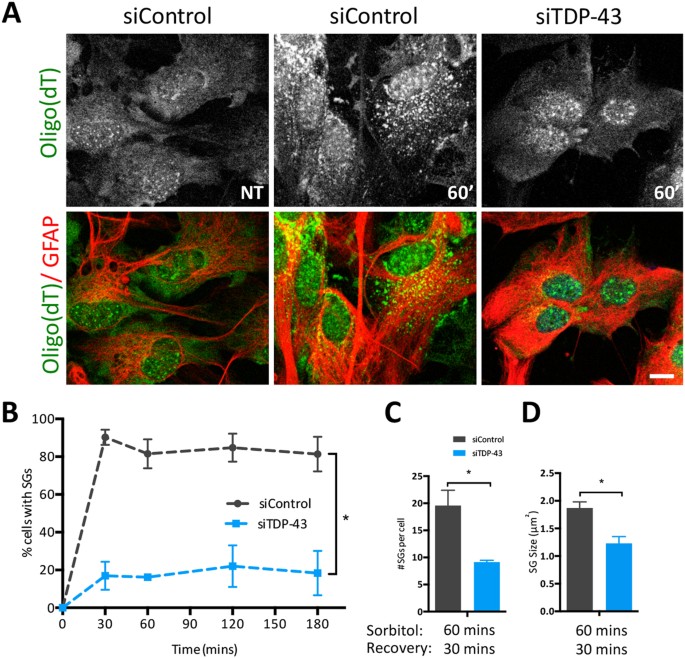 TDP-43 regulation of stress granule dynamics in neurodegenerative ...