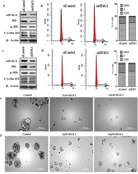 Eukaryotic Translation Initiation Factor 4 Gamma 1 (eIF4G1) is ...