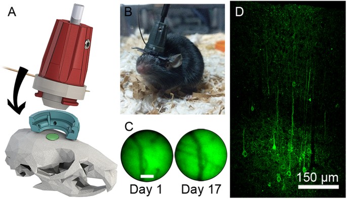 Three dimensional two-photon brain imaging in freely moving mice using ...