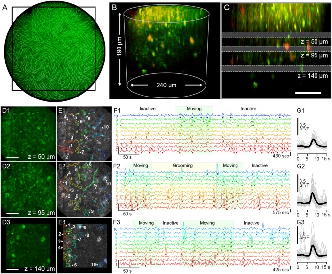 Three dimensional two-photon brain imaging in freely moving mice using ...