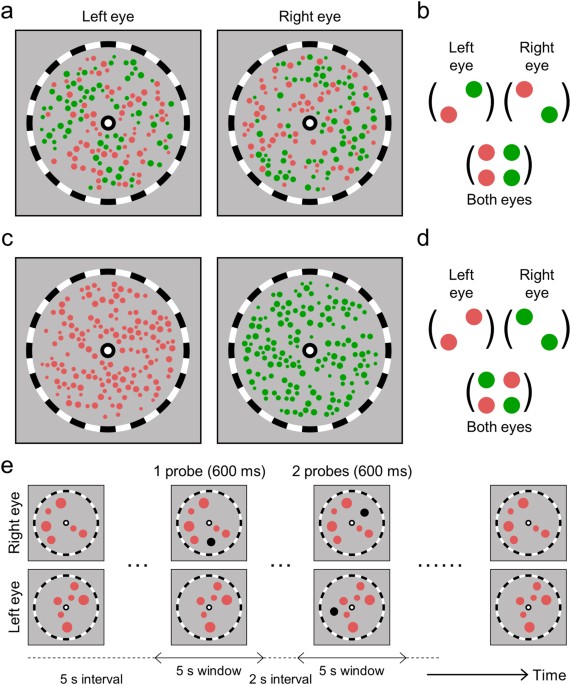 Composite binocular perception from dichoptic stimulus arrays with ...