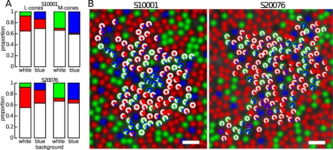Sensations from a single M-cone depend on the activity of surrounding S ...