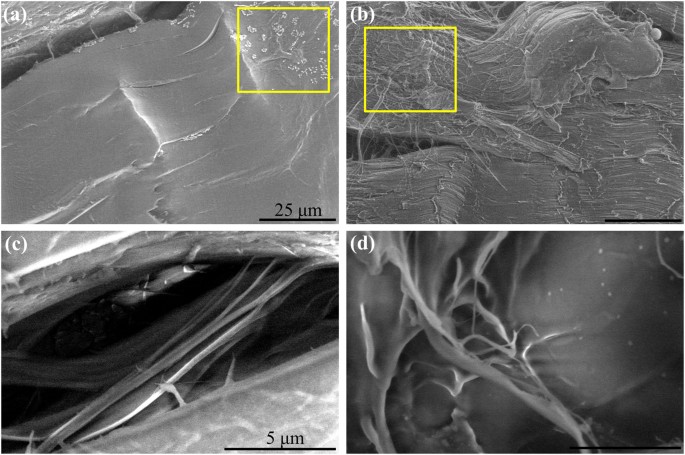 Quantitative analysis of the effect of environmental-scanning electron ...