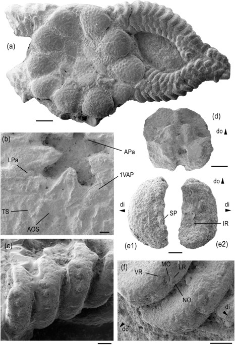 Unravelling the origin of the basket stars and their allies ...