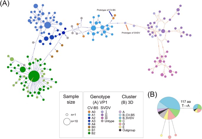 Evolutionary histories of coxsackievirus B5 and swine vesicular disease ...