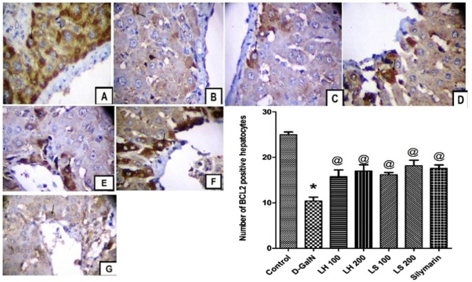 Tannin-rich extracts from Lannea stuhlmannii and Lannea humilis ...