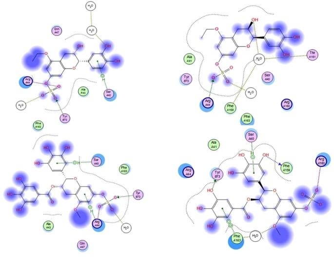 Tannin-rich extracts from Lannea stuhlmannii and Lannea humilis ...