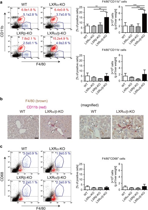 Liver X receptors regulate hepatic F4/80 + CD11b + Kupffer cells ...