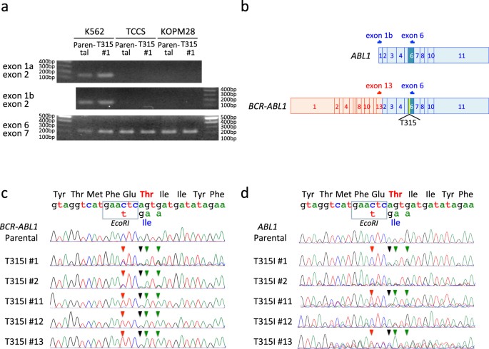 T315I mutation of BCR-ABL1 into human Philadelphia chromosome-positive ...