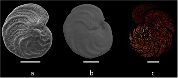 A New biological proxy for deep-sea paleo-oxygen: Pores of epifaunal ...