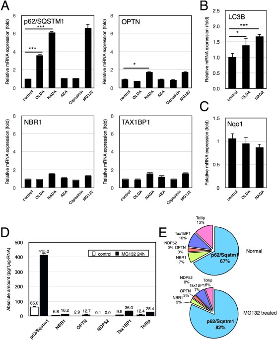 N-Acyldopamine induces aggresome formation without proteasome ...