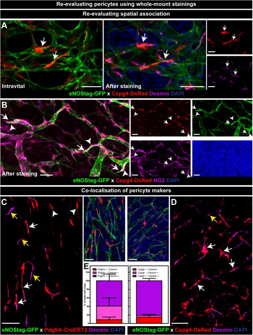 Spatiotemporal endothelial cell – pericyte association in tumors as ...