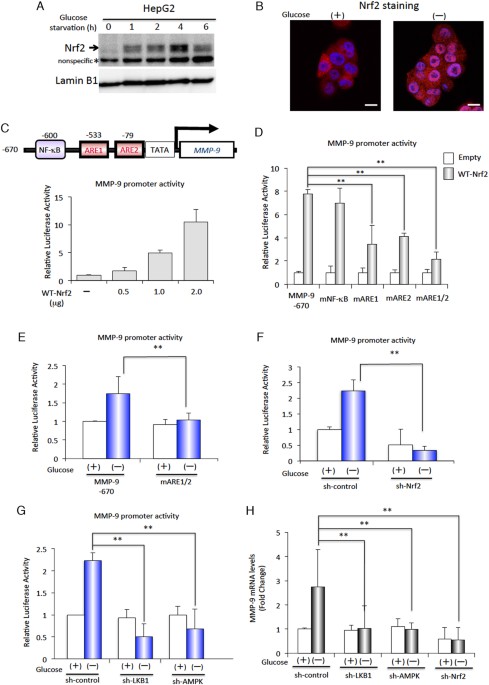 Glucose starvation induces LKB1-AMPK-mediated MMP-9 expression in ...