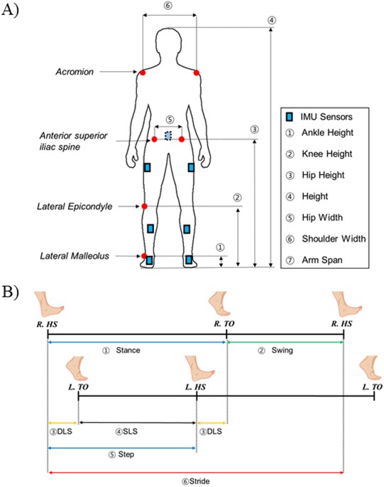Gait Estimation From Anatomical Foot Parameters Measured By A Foot Feature Measurement System