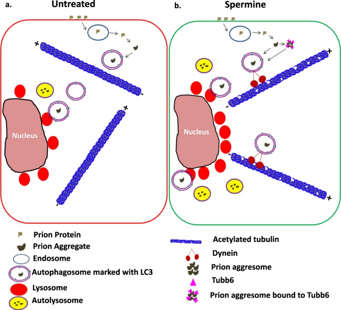 Spermine increases acetylation of tubulins and facilitates autophagic ...