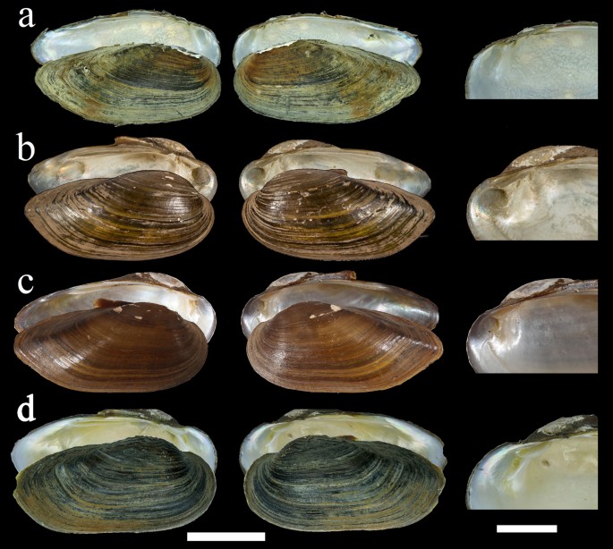 A new genus and tribe of freshwater mussel (Unionidae) from Southeast ...