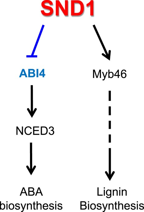 Dual role of SND1 facilitates efficient communication between abiotic ...