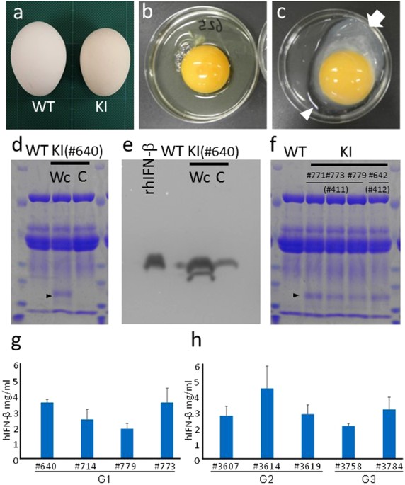 Efficient production of human interferon beta in the white of eggs from ...