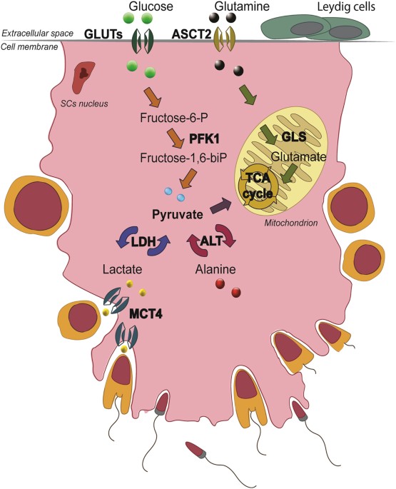 Glucose and glutamine handling in the Sertoli cells of transgenic rats ...