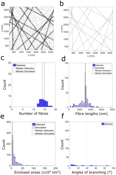 Quantitative Fibre Analysis Of Single Molecule Localization Microscopy