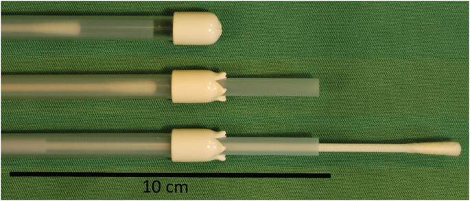 The composition of the perinatal intestinal microbiota in cattle ...