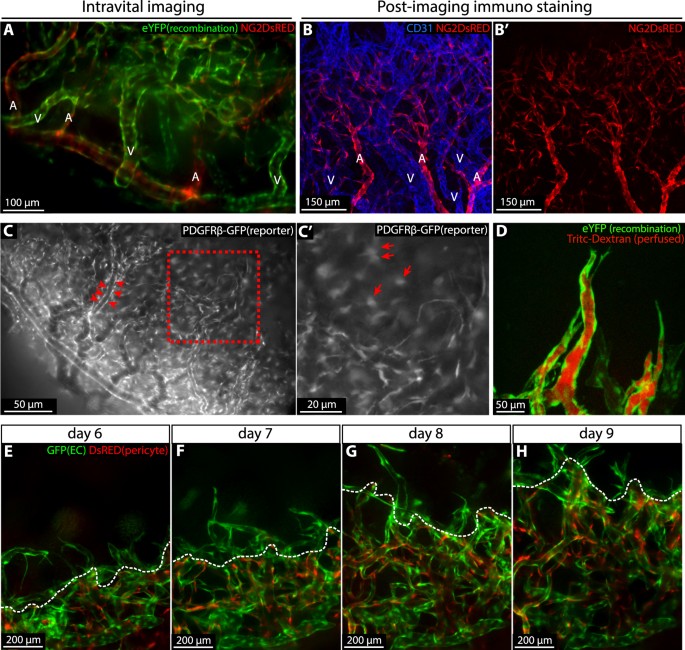 Characterization of multi-cellular dynamics of angiogenesis and ...