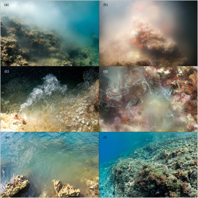 Mass spawning by the date mussel Lithophaga lithophaga | Scientific Reports