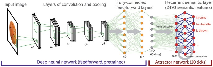 Integrated Deep Visual And Semantic Attractor Neural Networks Predict Fmri Pattern Information