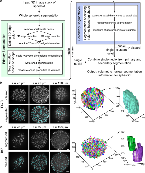 A high-throughput imaging and nuclear segmentation analysis protocol for cleared 3D culture ...