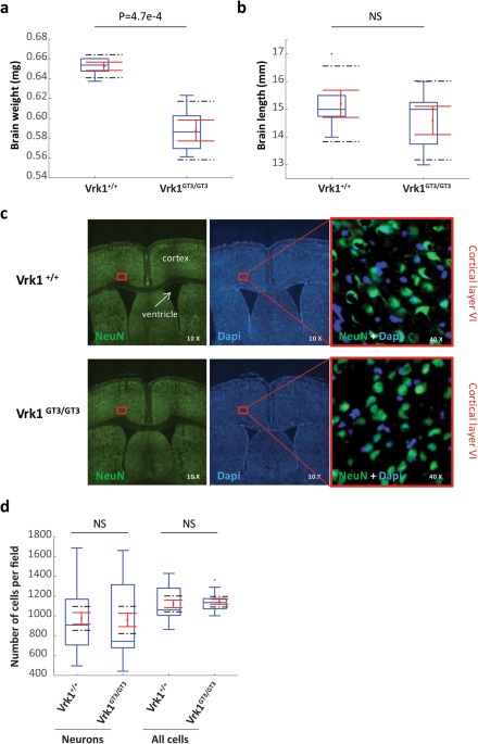 Vrk1 partial Knockdown in Mice Results in Reduced Brain Weight and Mild ...