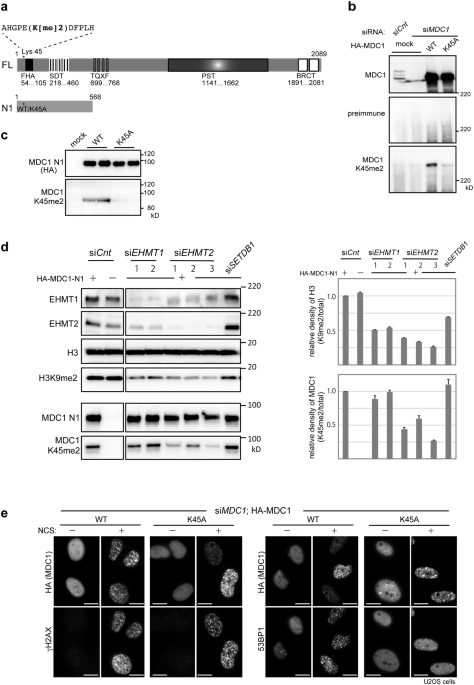 MDC1 methylation mediated by lysine methyltransferases EHMT1 and EHMT2 ...