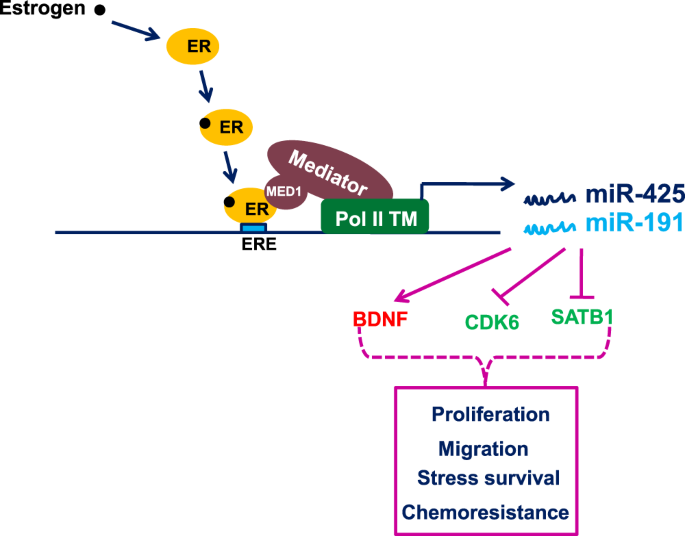 Essential role of MED1 in the transcriptional regulation of ER ...