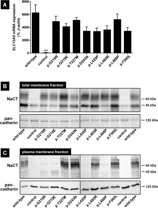 Analysis of naturally occurring mutations in the human uptake ...