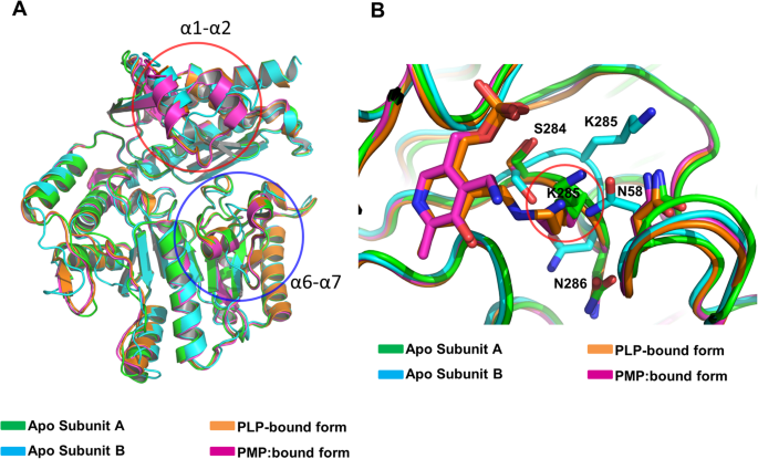 Structural dynamics of the transaminase active site revealed by the ...