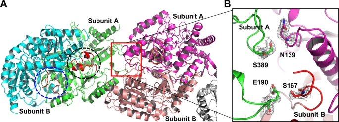 Structural dynamics of the transaminase active site revealed by the ...