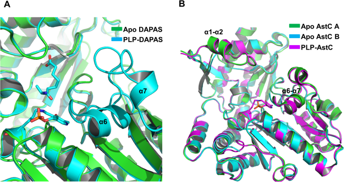 Structural dynamics of the transaminase active site revealed by the ...