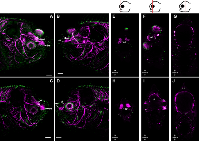 A thyroid hormone regulated asymmetric responsive centre is correlated ...