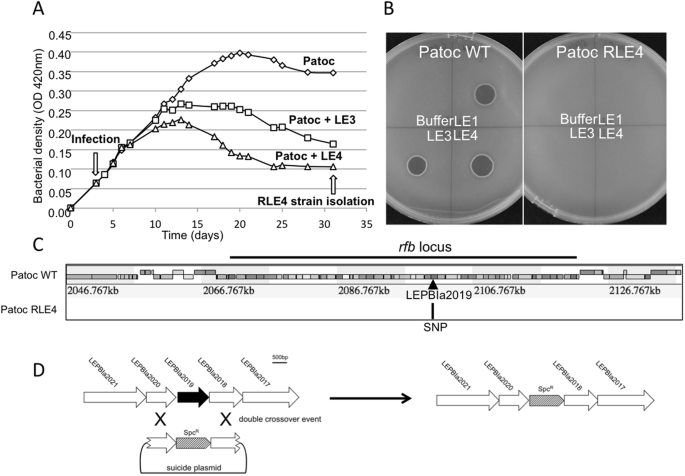 Characterization of LE3 and LE4, the only lytic phages known to infect ...