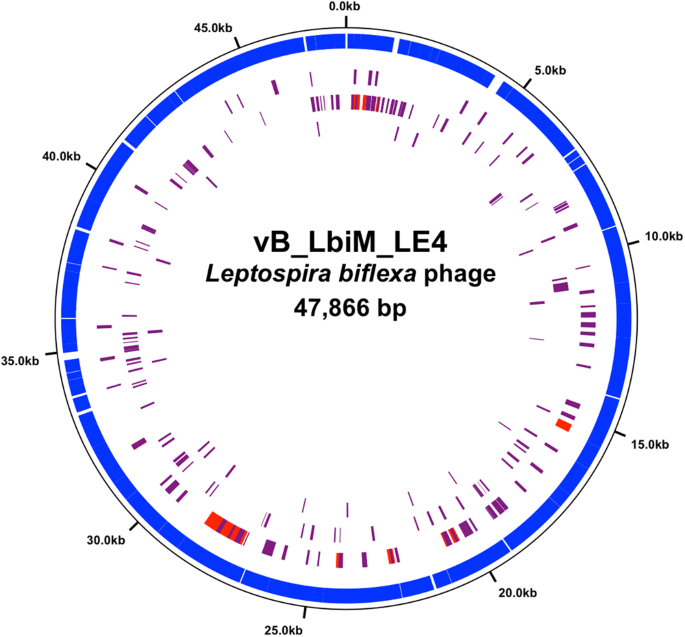 Characterization of LE3 and LE4, the only lytic phages known to infect ...