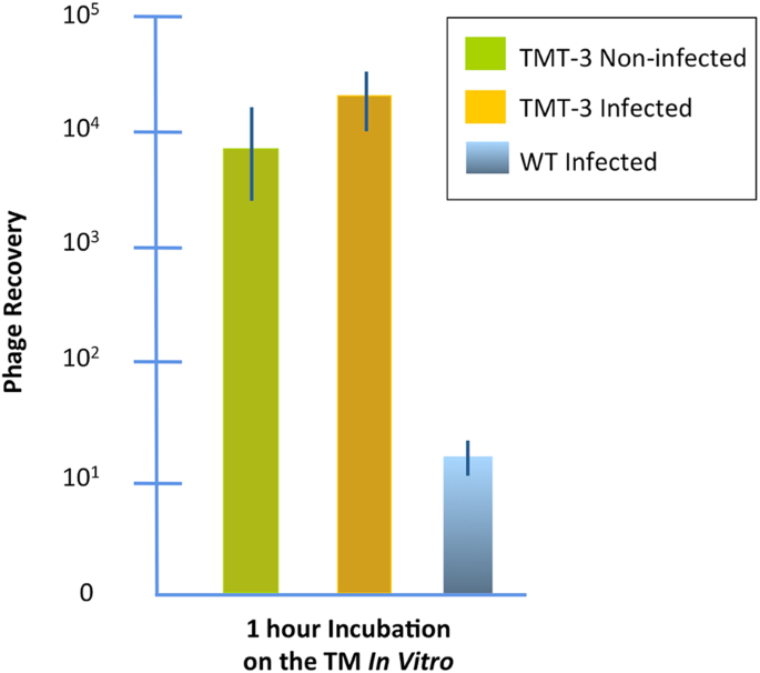 Active Transport of Peptides Across the Intact Human Tympanic Membrane ...