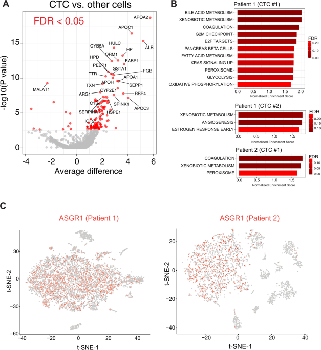 High-density single cell mRNA sequencing to characterize circulating tumor cells in ...
