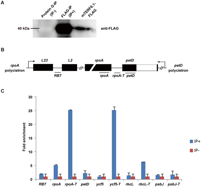 A nuclear-encoded protein, mTERF6, mediates transcription termination ...