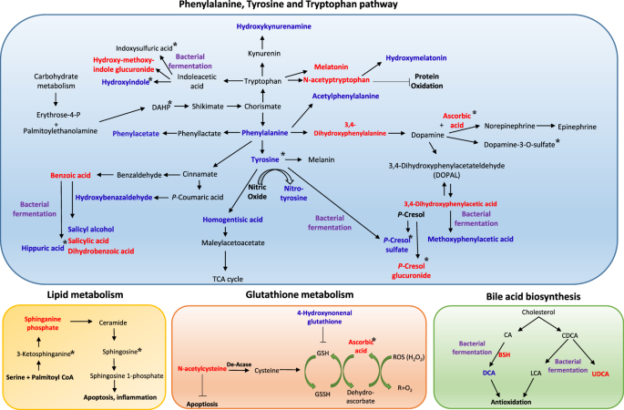 Ursodeoxycholic acid improves liver function via phenylalanine/tyrosine ...