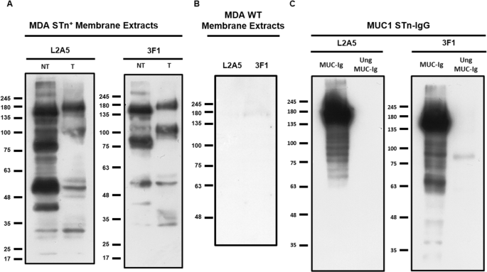 Novel monoclonal antibody L2A5 specifically targeting sialyl-Tn and ...
